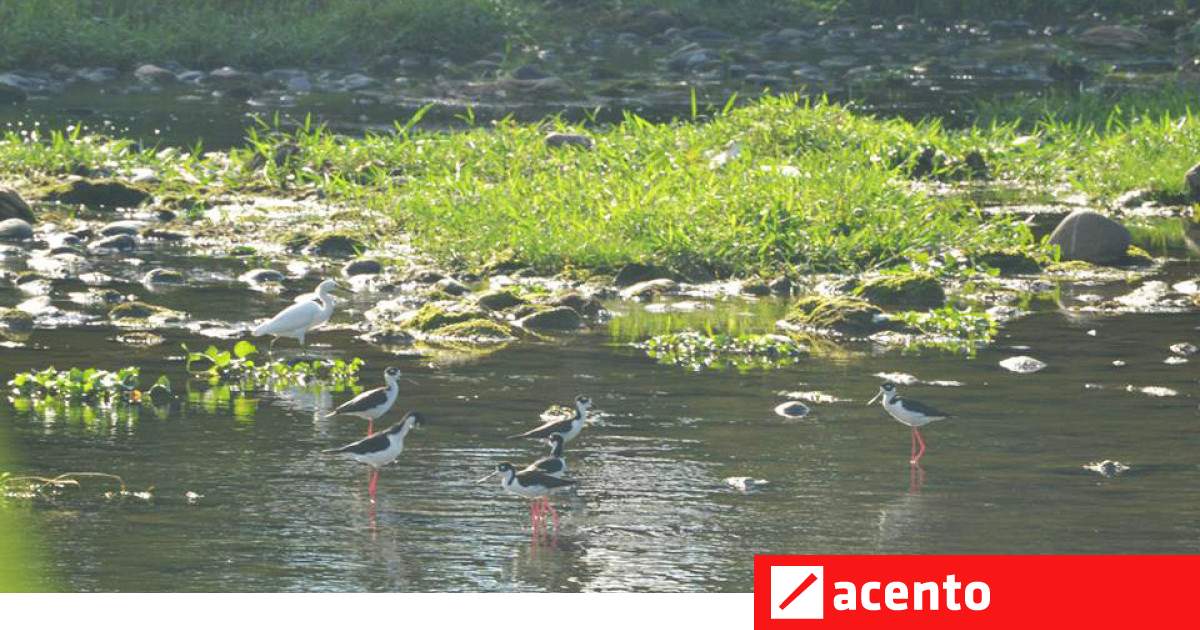 Afluente y río, diferencias | Acento